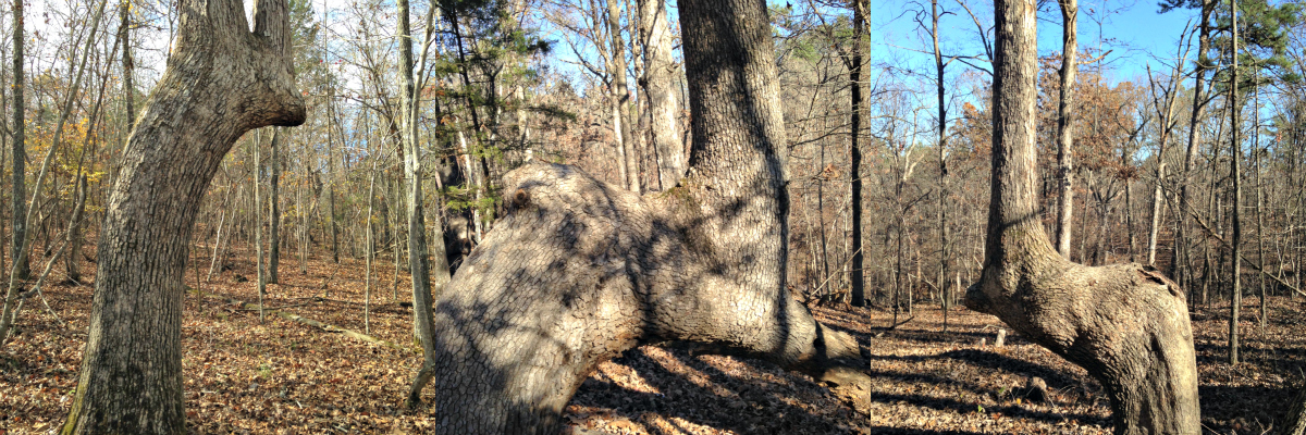 Arkansas Signal Trees - Only In Arkansas