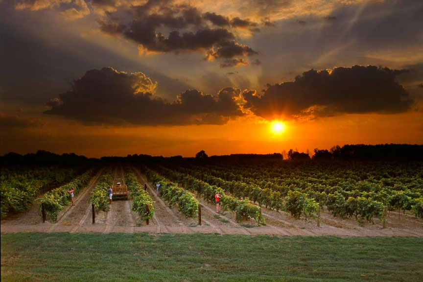 Arkansas Wine Country | Only In Arkansas