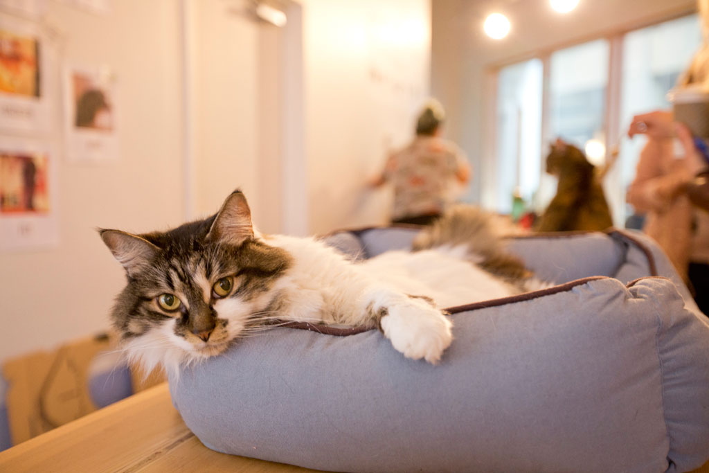 Arkansas' First Catfe | Only In Arkansas