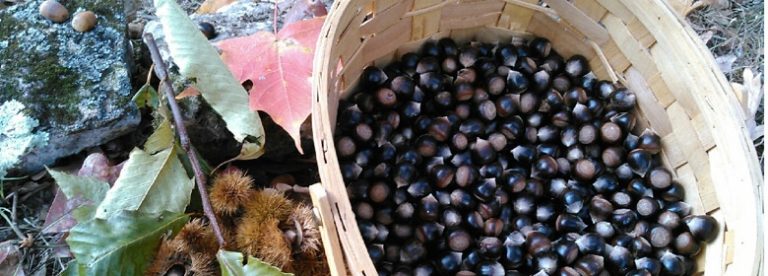 The Ozark Chinquapin Tree: Reviving a Native | Only In Arkansas