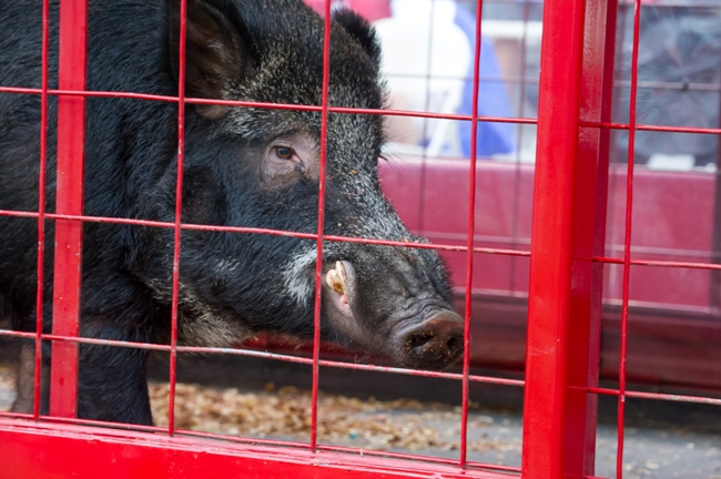 The History of Arkansas Mascots | Only In Arkansas