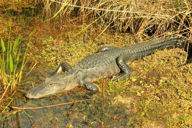 Alligators in Arkansas | Only In Arkansas