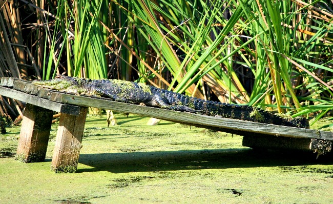 Alligators in Arkansas | Only In Arkansas