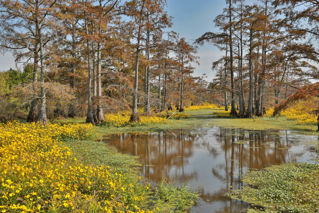 Photo of the Week: Autumn Bayou - Only In Arkansas