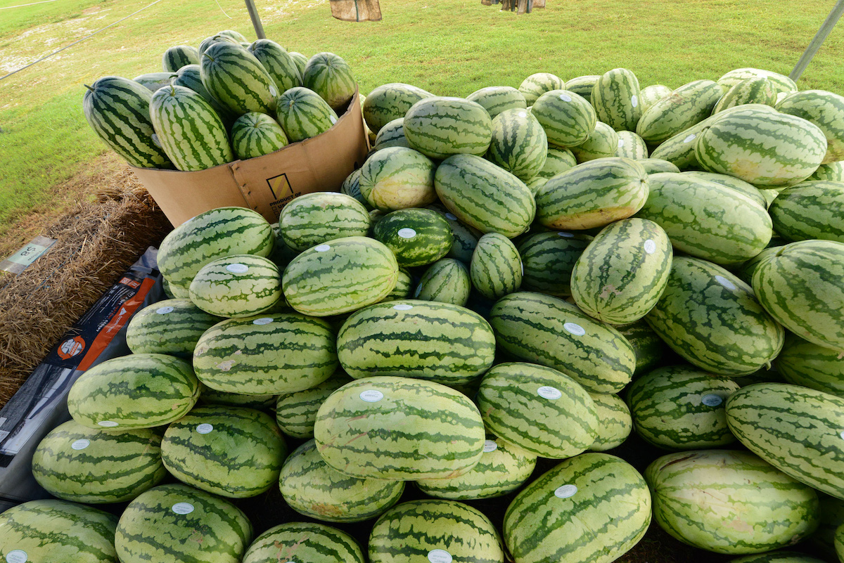 Have a Watermelon Weekend - July 26-28, 2019 - Only In Arkansas