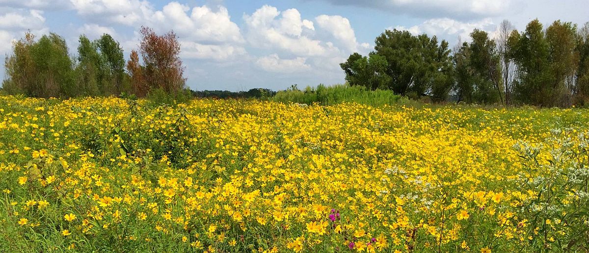 Woolsey Wet Prairie Sanctuary - Only In Arkansas