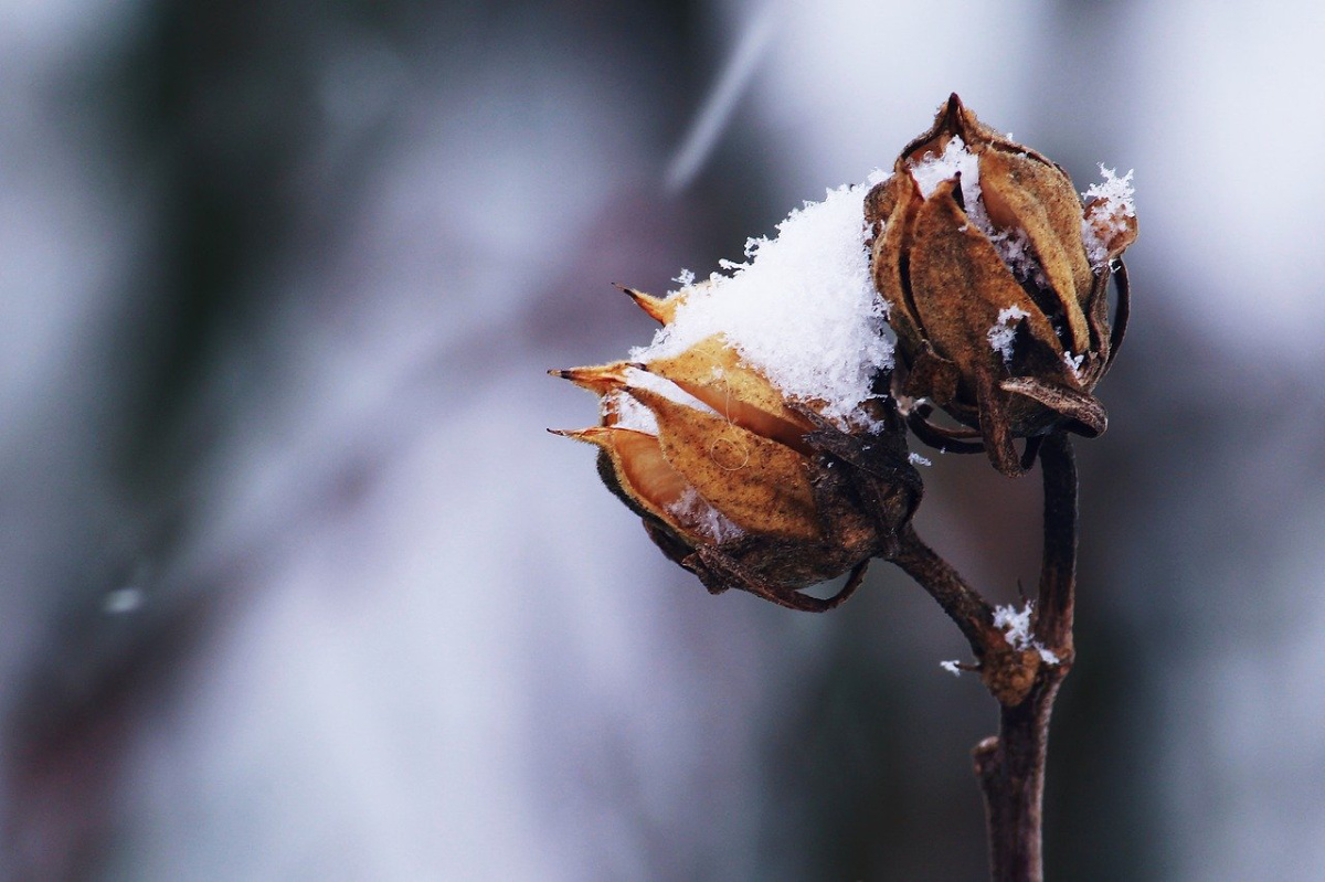 Winter Gardening in Arkansas - Only In Arkansas