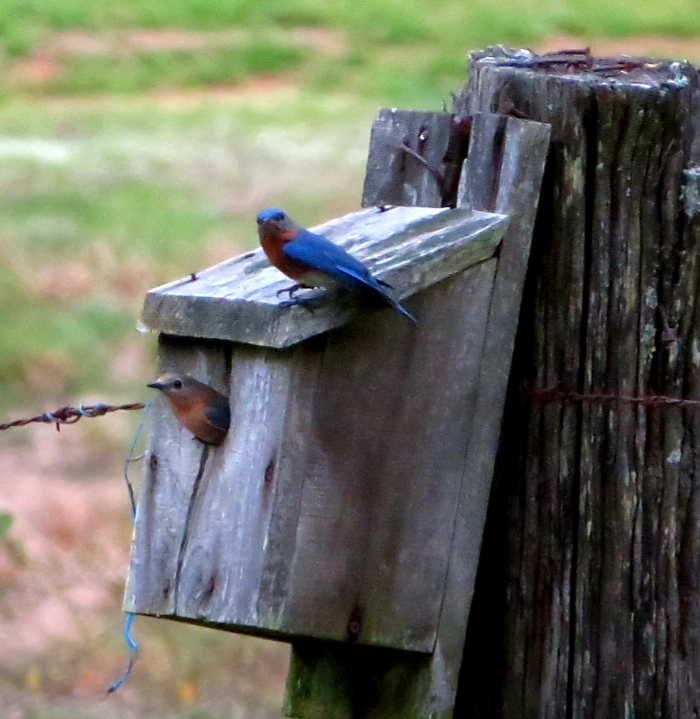 Photo of the Week | Pair of Blue Birds in the Spring Time | Only In ...