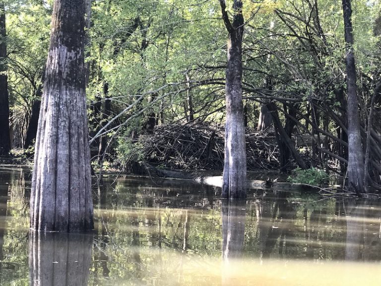 Arkansas Furbearing Rodents: Beaver, Nutria, Muskrat and Groundhog ...