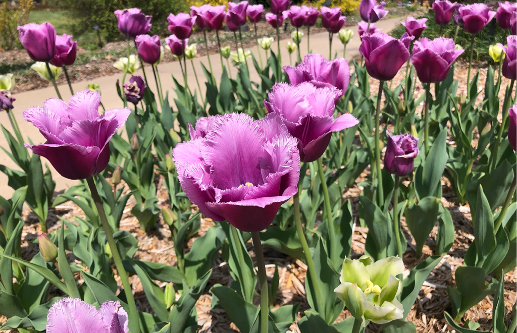 Planting Bulbs for Arkansas Spring Blooms - Only In Arkansas