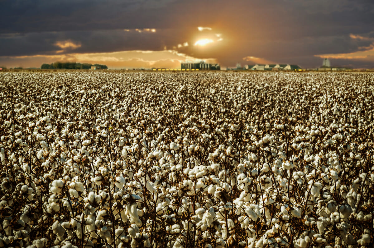 Arkansas Delta Road Trip: Marked Tree To Wilson - Only In Arkansas