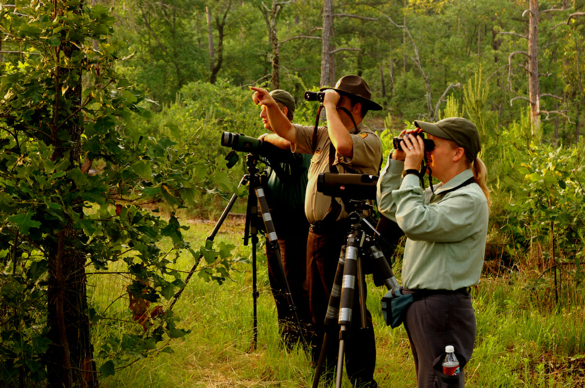 Your Guide to Birding in Arkansas - Only In Arkansas