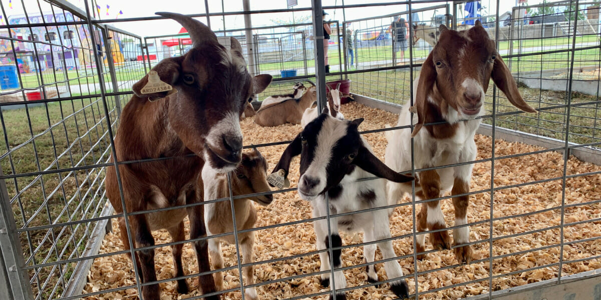 Getting Kids Involved in the County Fair - Only In Arkansas
