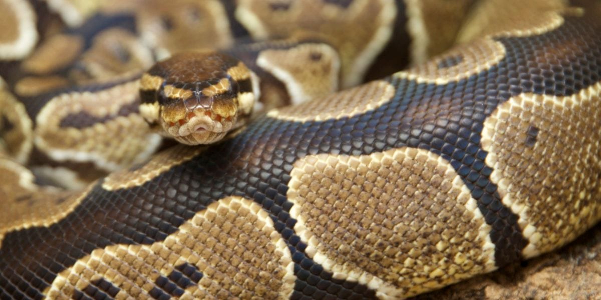 KP Exotic Pets and Reptile Education - Only In Arkansas