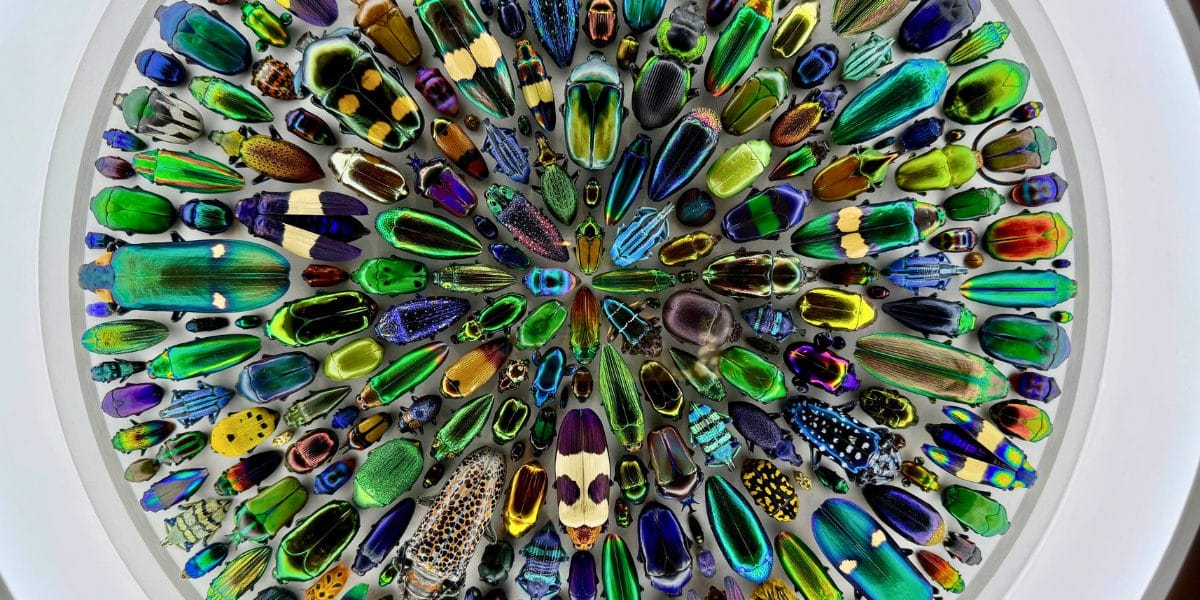 Exquisite Creatures | Art Made by Nature - Only In Arkansas