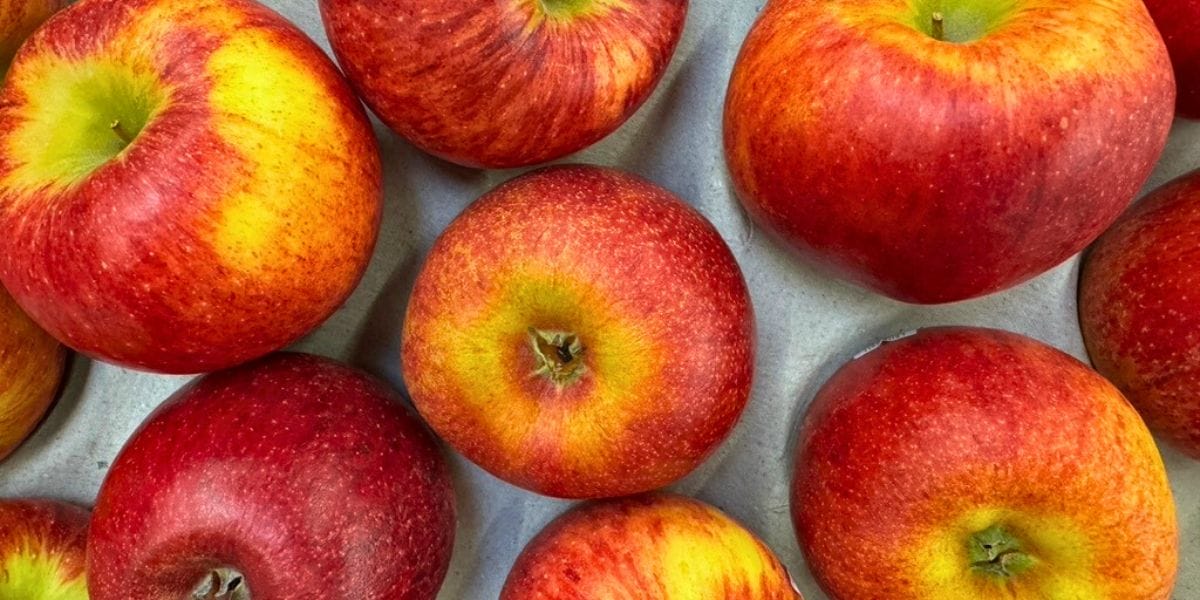 Autumn's Enchantment | Apple Orchards in Arkansas - Only In Arkansas